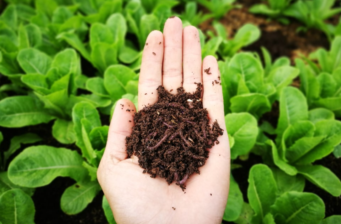 The Benefits of Vermicomposting: Harnessing Worm Castings for Nutrient ...